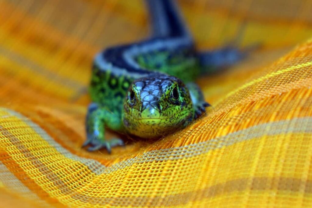 Creative photography ideas from smart devices – The Telegraph World
